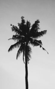 Greek Cuisine CHORA | Mediterranean Restaurant Ubud